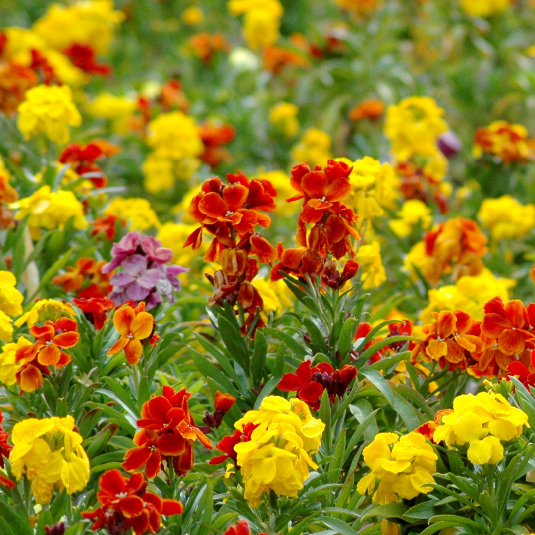 Erysimum cheiri Growers Selection – Cedar Nursery - Plants and Outdoor ...