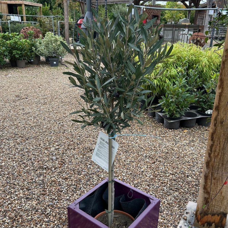 Olea europaea - Mini Std 5 litre (Olive Tree) – Cedar Nursery - Plants ...