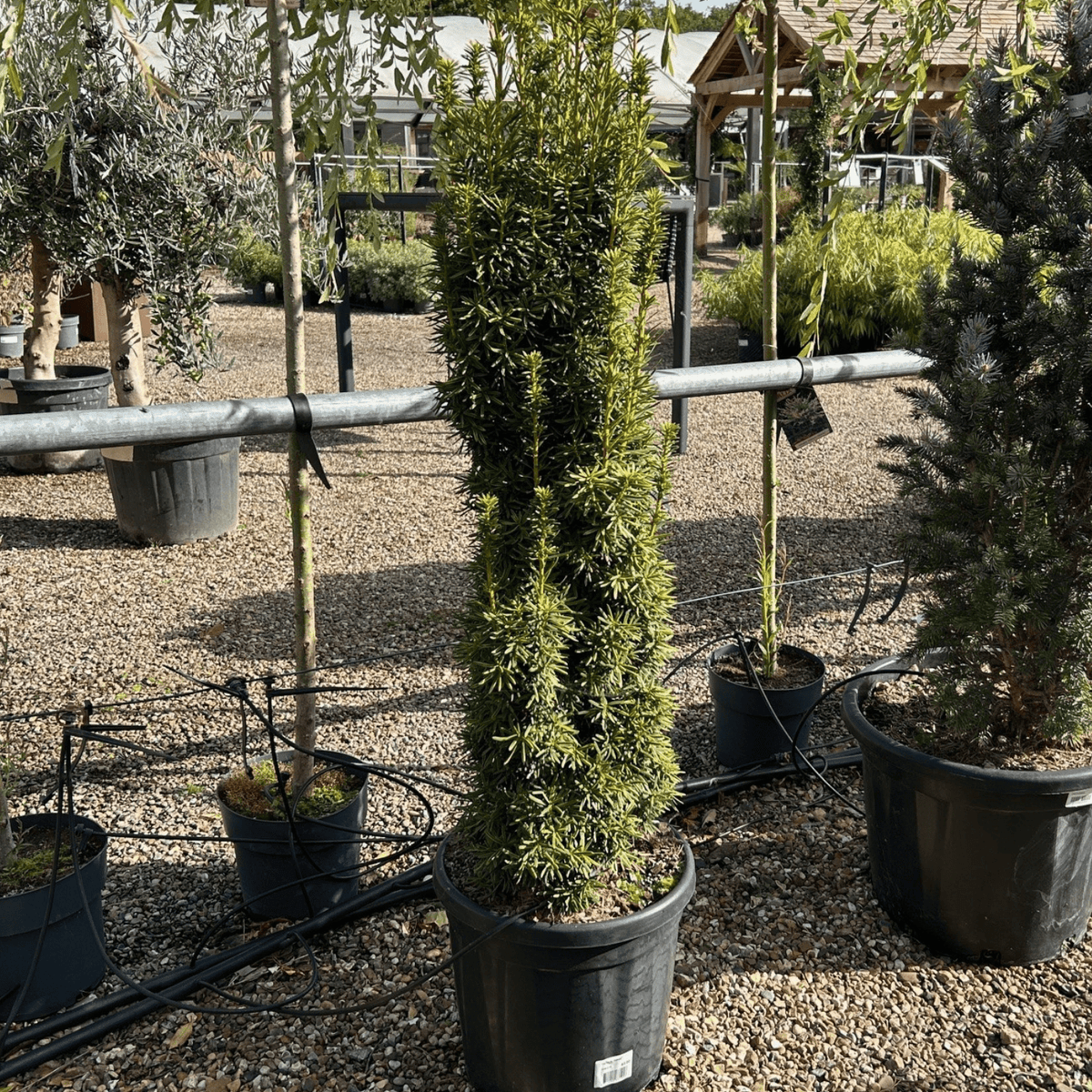 Taxus baccata 'David' - 18 litre (Yew) – Cedar Nursery - Plants and ...