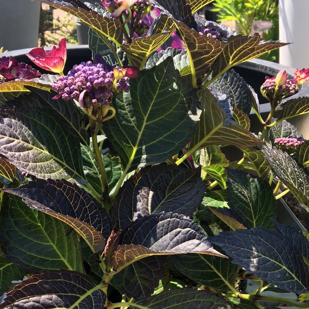 Hydrangea macrophylla 'Dark Angel Purple' (Black Diamonds Collection ...