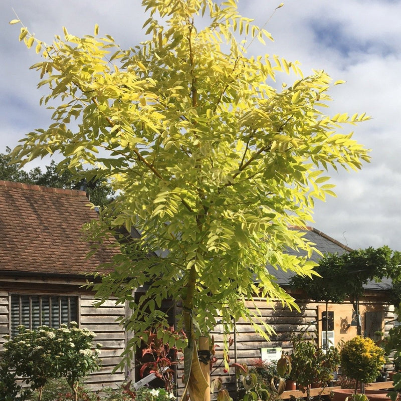 Sophora japonica 'Gold Standard' t/w - 25 litre at Cedar Nursery ...