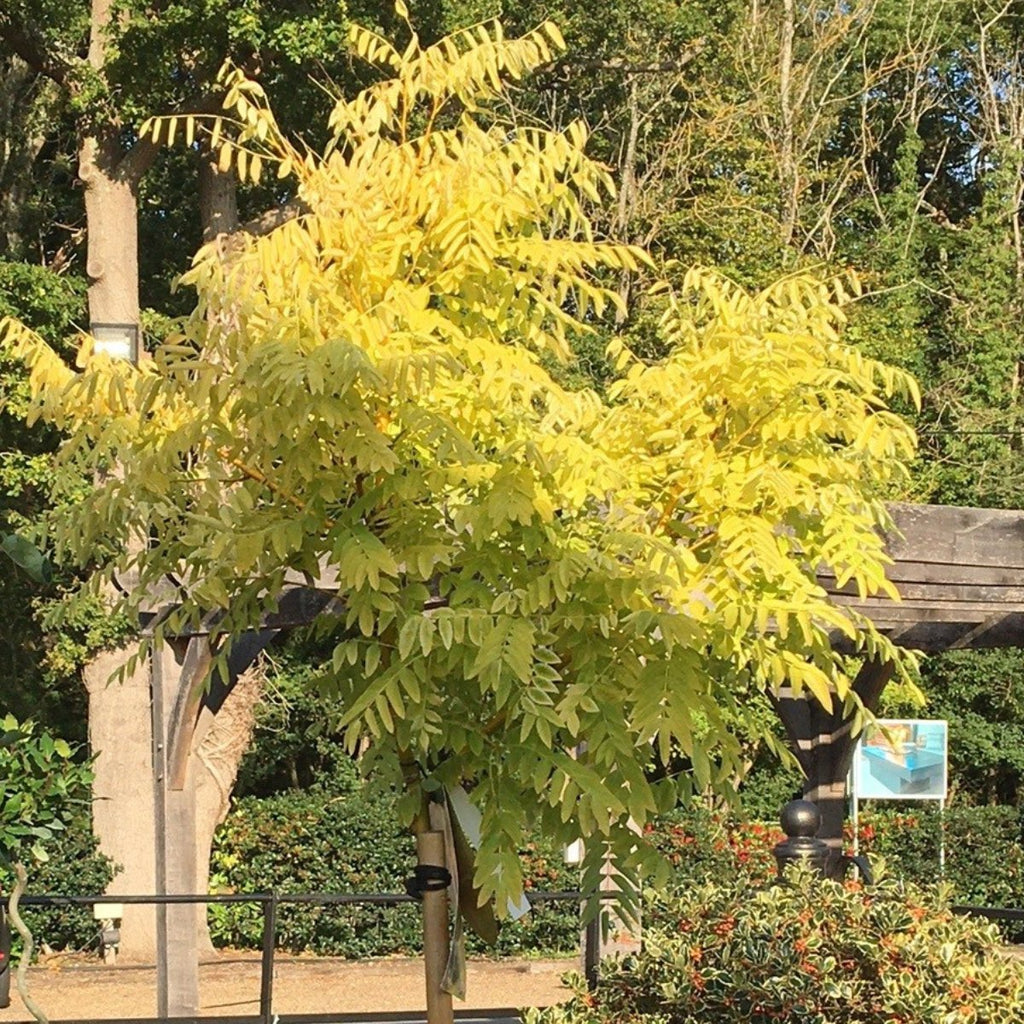 Sophora japonica 'Gold Standard' t/w - 25 litre at Cedar Nursery ...
